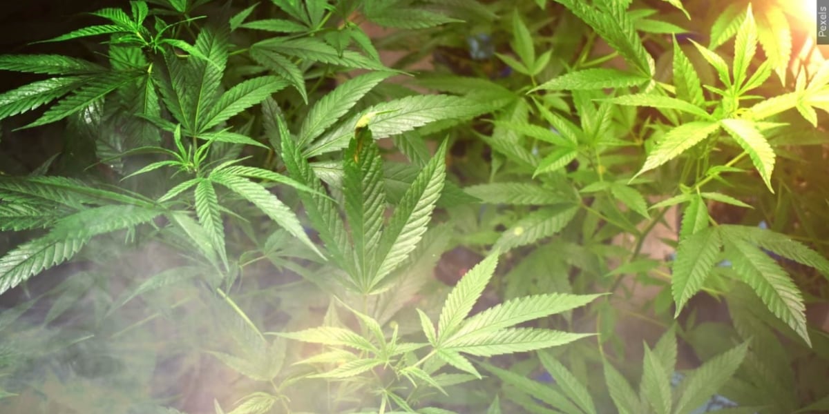 Northeast Ohioans react to proposed Ohio weed law changes Northeast Ohioans react to proposed Ohio weed law changes