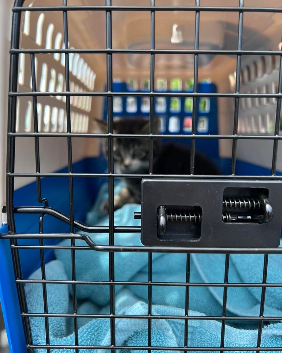 University Heights firefighters rescue kitten trapped in undercarriage ... University Heights firefighters rescue kitten trapped in undercarriage ...